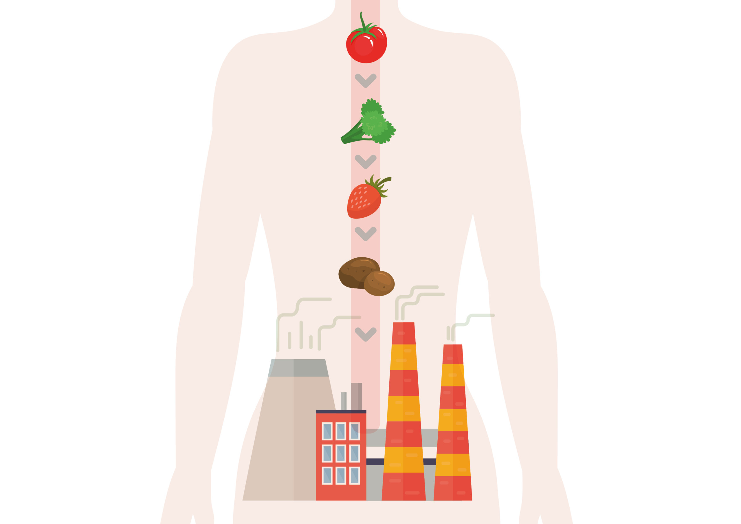 Carbohydrates: Your body’s energy powerhouse | Phocus On Lifestyle